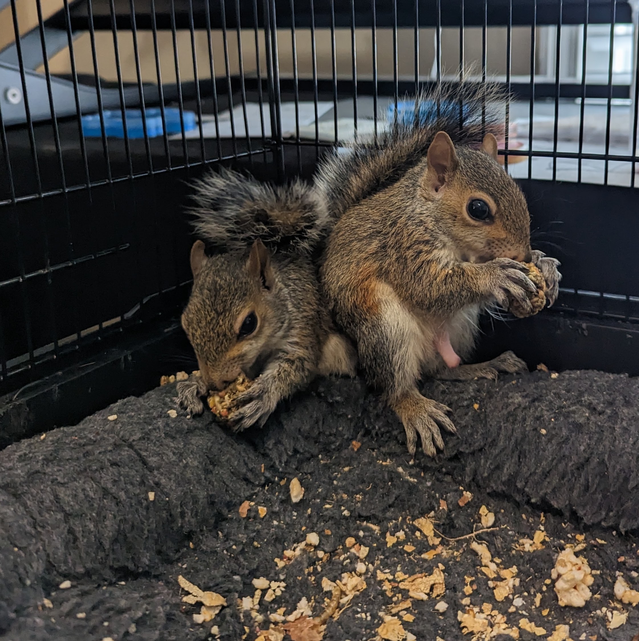 Squirrel Friends Wildlife Rescue – Squirrel Friends started in 2017 in Guilford County, North ...